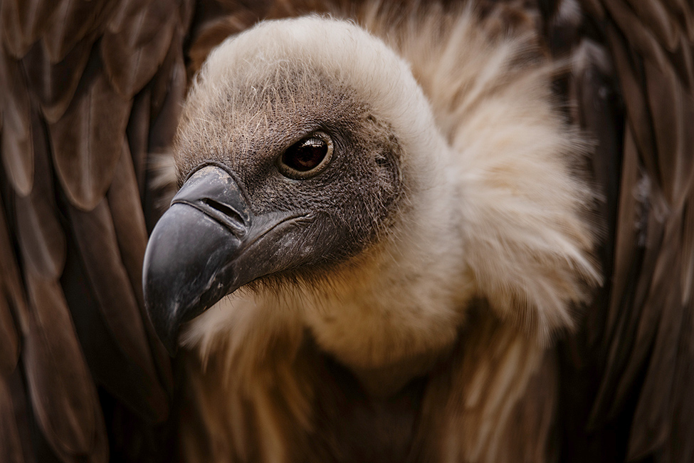 Birds » Andrew Ogilvy