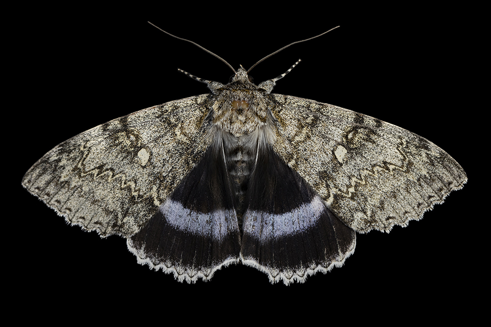 Moths » Andrew Ogilvy