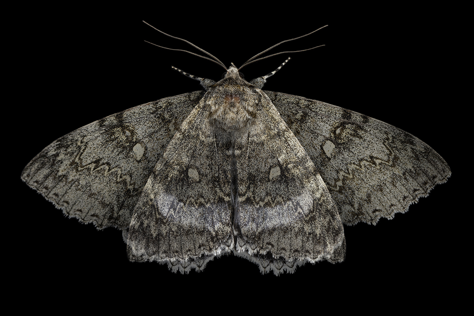 Moths » Andrew Ogilvy