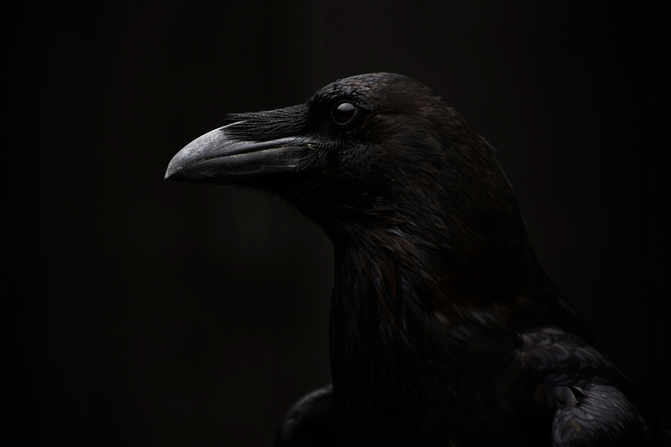 Birds » Andrew Ogilvy